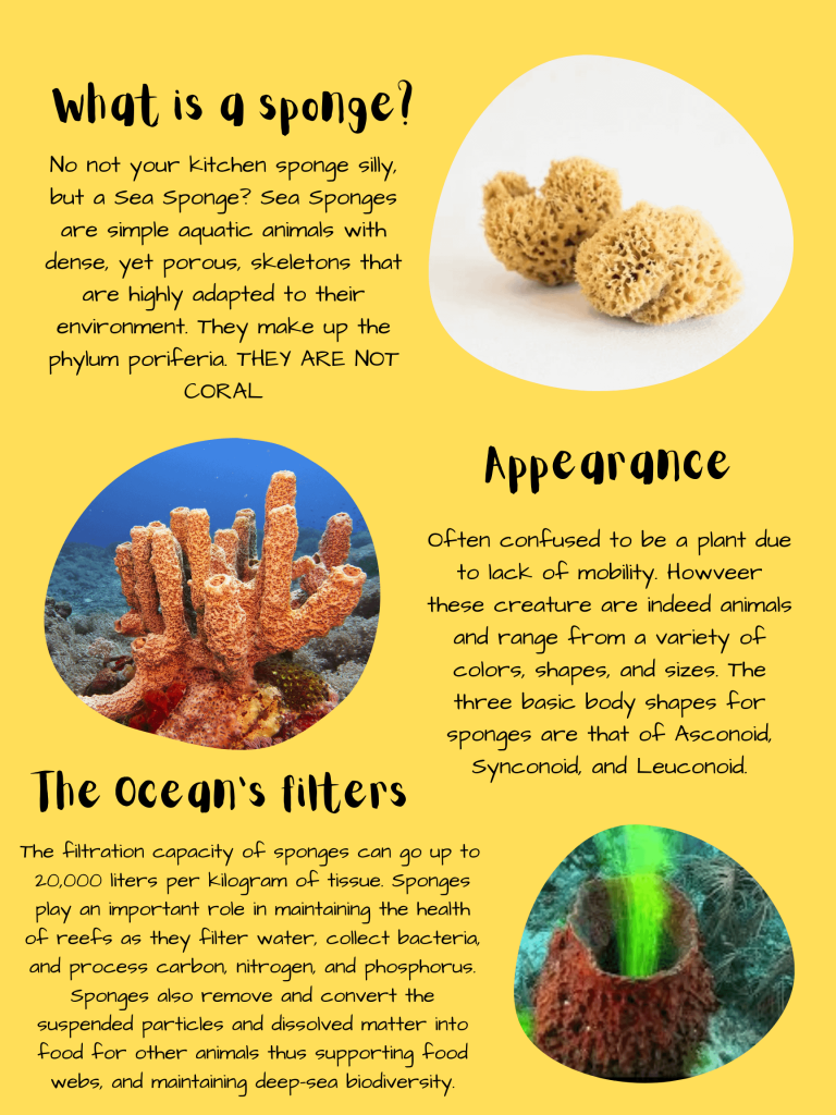 Are Kitchen Sponges Animals? Unveiling the Surprising Truth ...